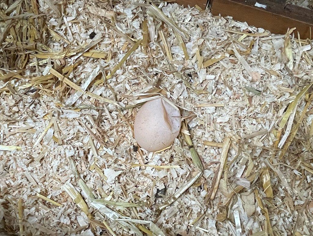 Wind Egg or “Cock’s Egg” Explained – Farcyde's Stuff